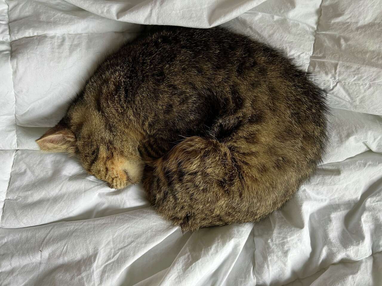 Another stray cat struts through our door and into our hearts