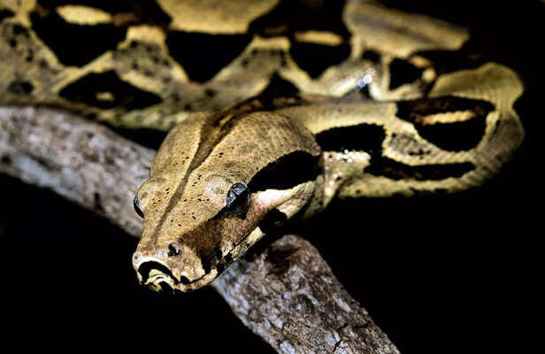A-list celebrities and their pet snakes: Exotic pets of the rich & famous