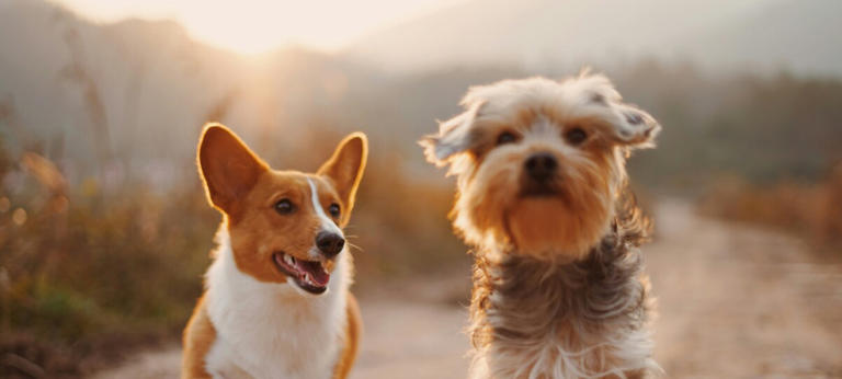 Forced to make an impossible choice