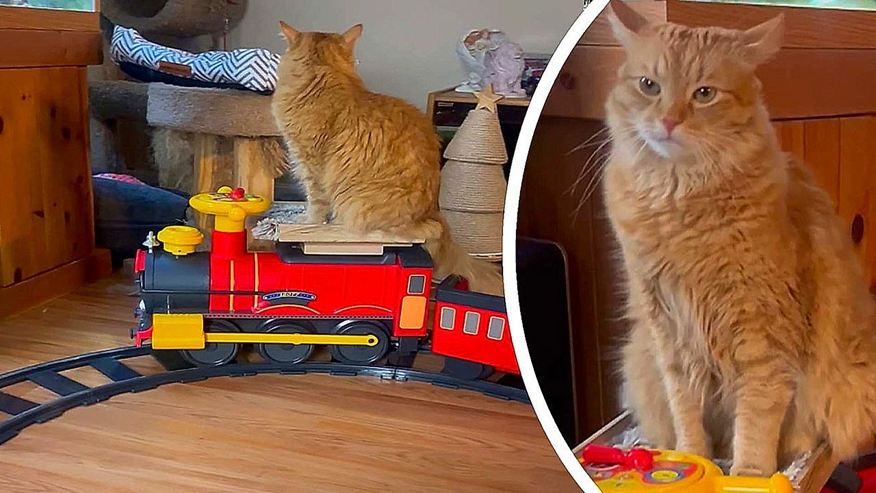 All aboard! Conductor cat enjoys ride on Christmas train