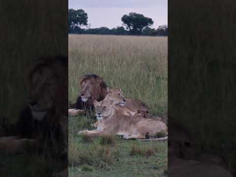 Mara North sightings show lions and cheetahs on patrol
