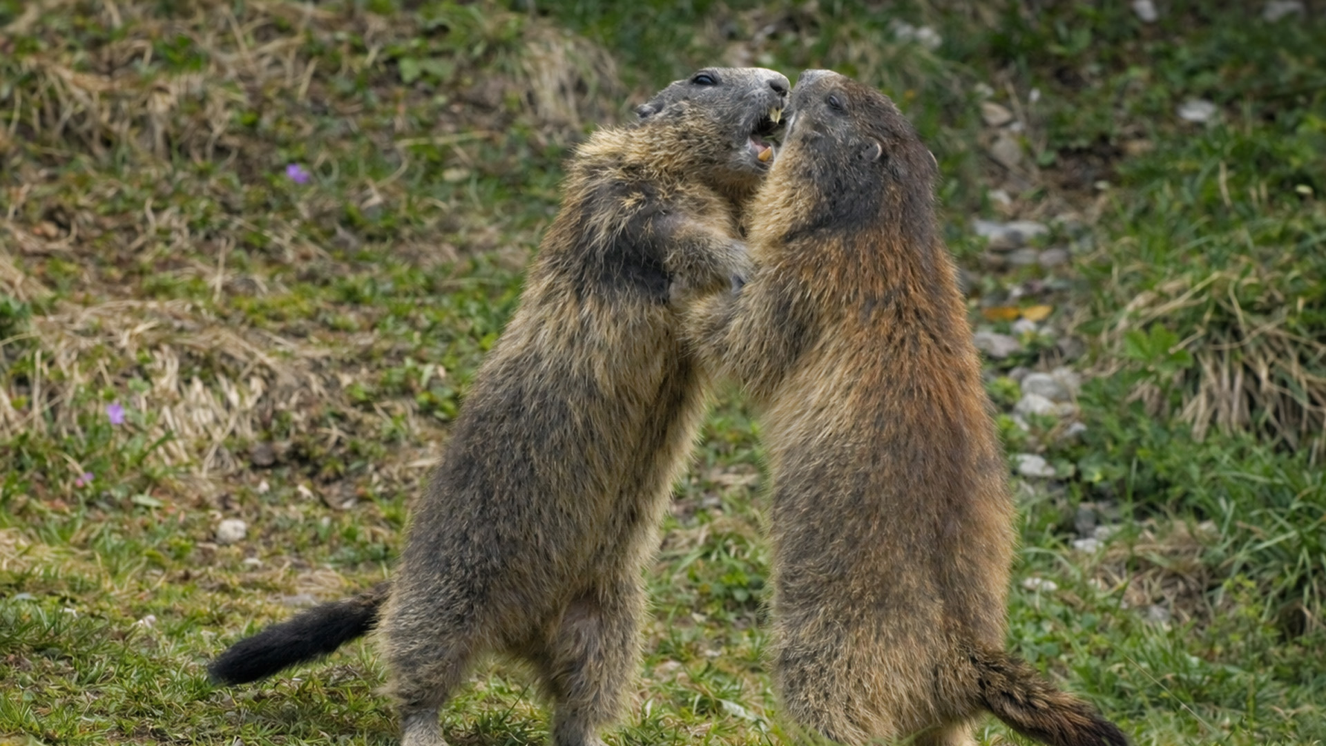 Nature’s battle on the grassy ridge