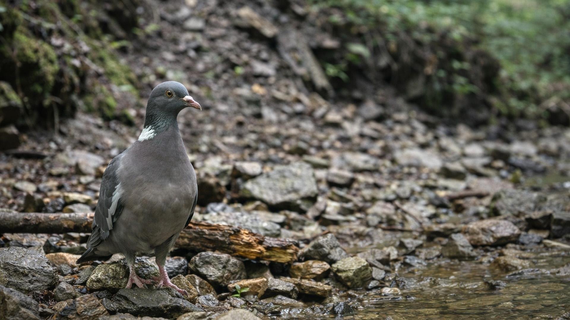 A week by the river, secrets of the forest revealed