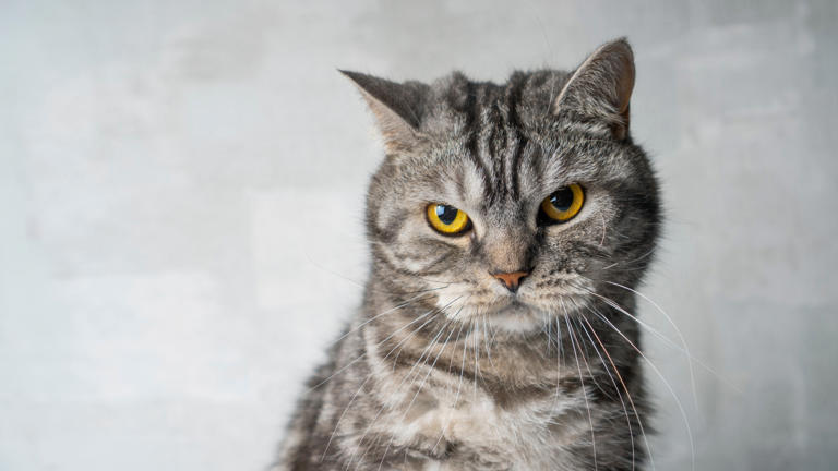 How cats show their displeasure when you leave them home alone