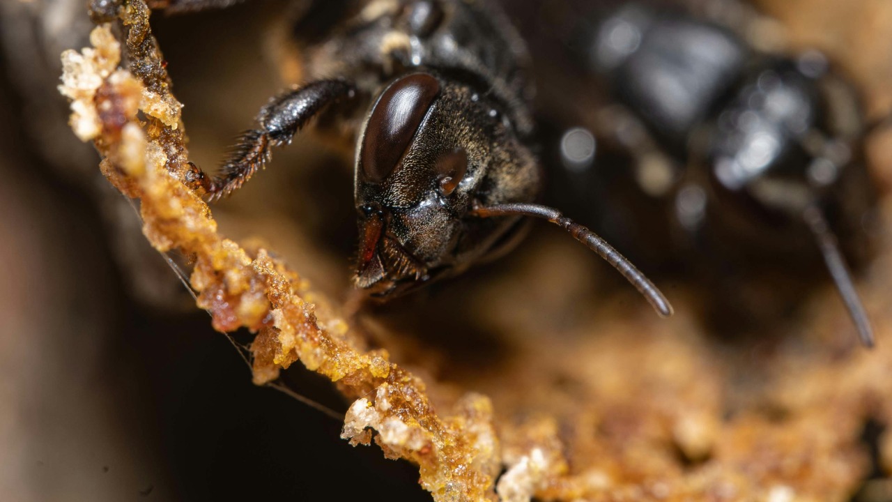 Peru grants legal rights to stingless bees for the 1st time