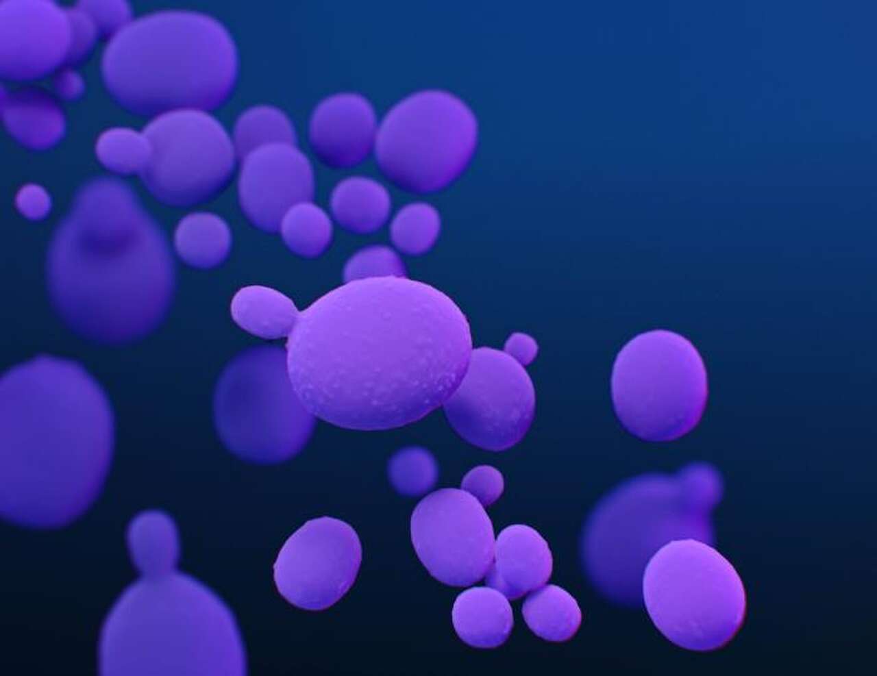 New 'super scary' fungus Candida auris already detected in Connecticut ...