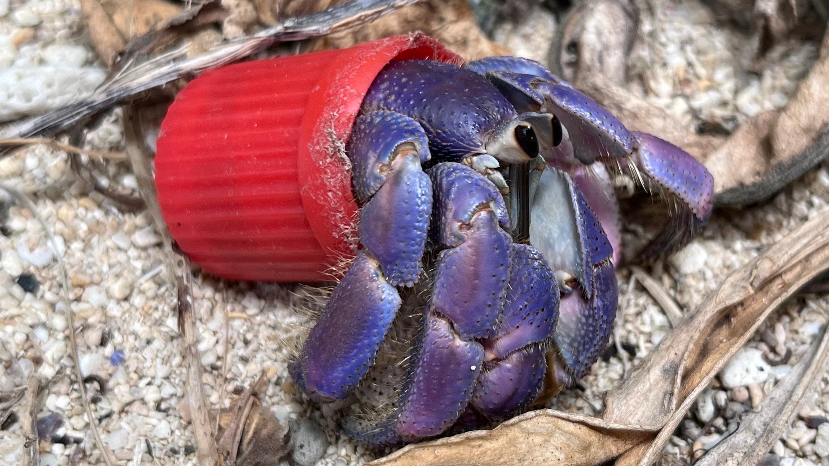 As hermit crabs turn to plastic waste for homes, this photographer is ...