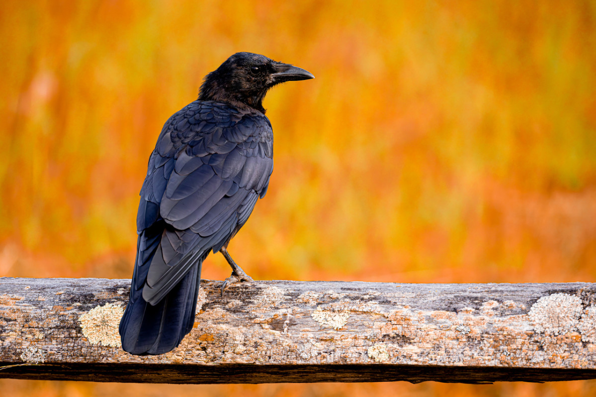 Crows as pets: Is it legal to have a pet crow?