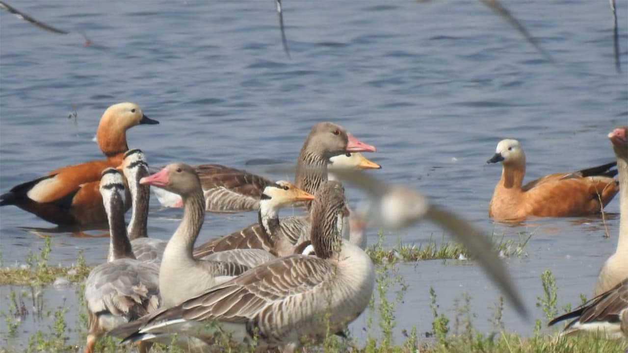 Gujarat: India's safest haven for migratory birds for 1.5 decades