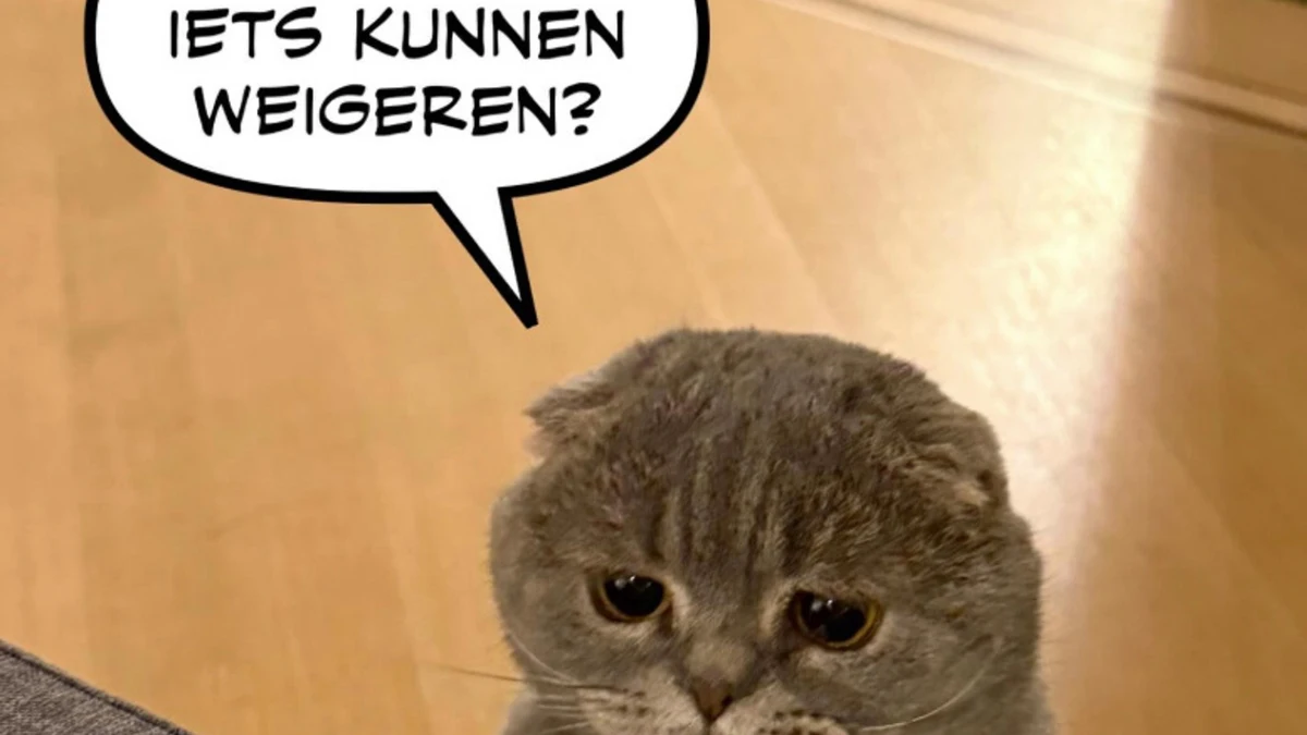 El gato del primer ministro belga se convierte en estrella de Instagram