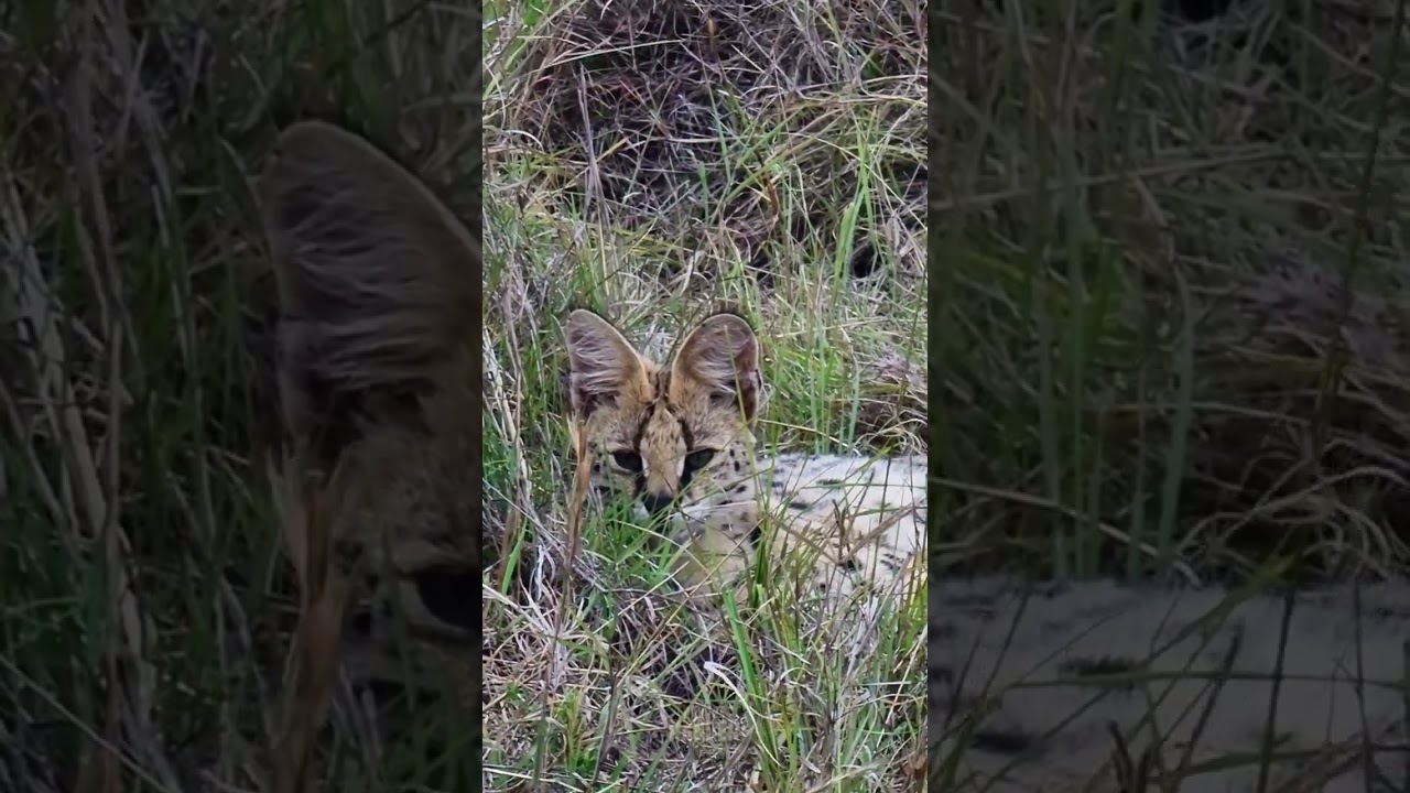 Close-up reveals razor-sharp teeth in wildlife drama