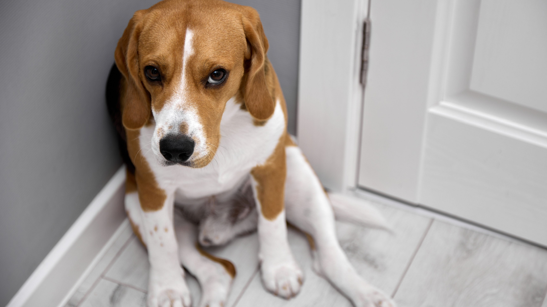 If your dog feels guilty after mischief, they’ll do these 8 things