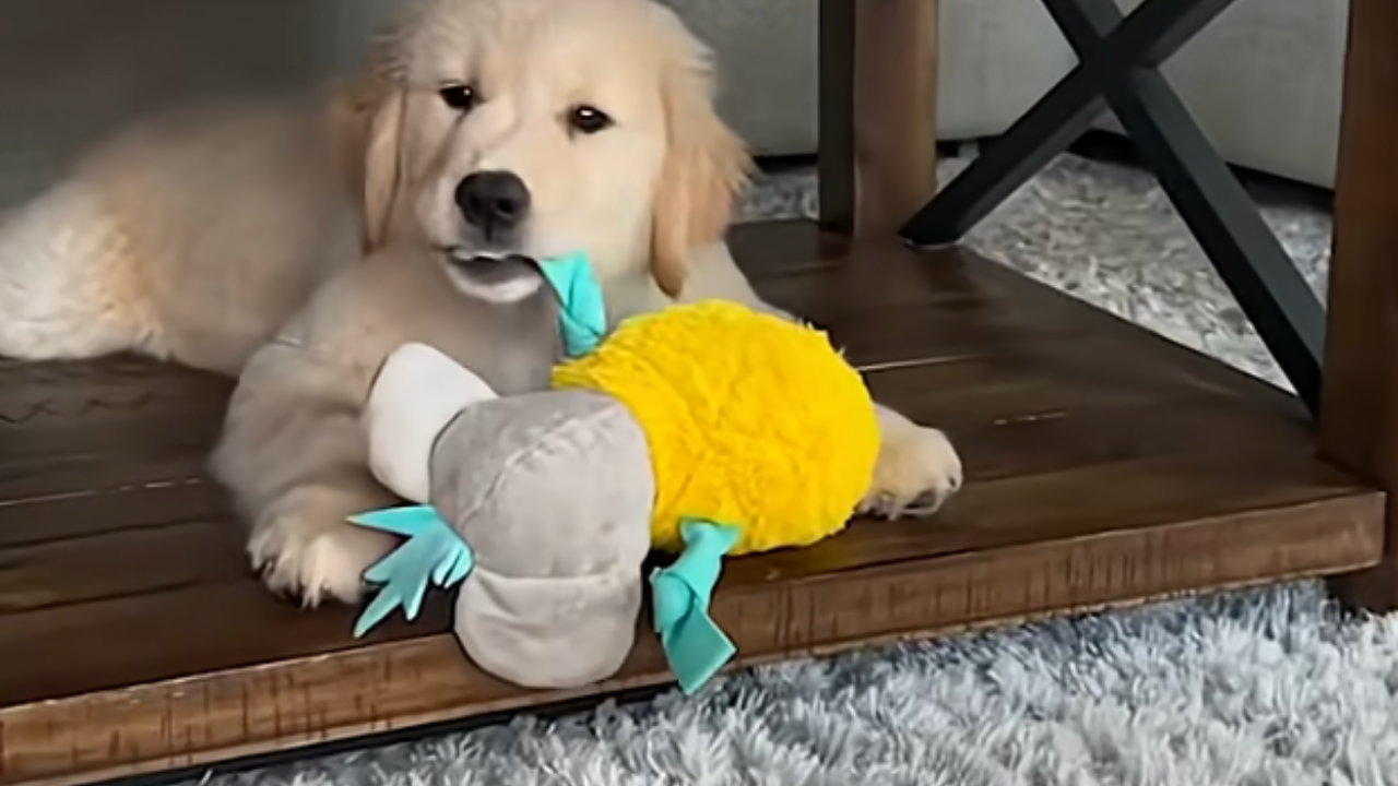 The one spot my dog always finds