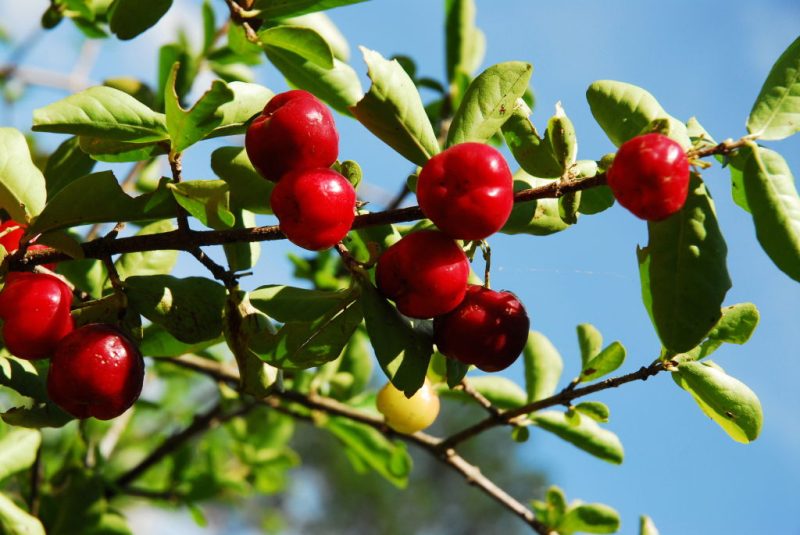 This 'superfruit' could be Florida's newest crop