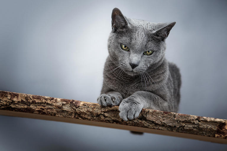 Did any cat breeds develop naturally?