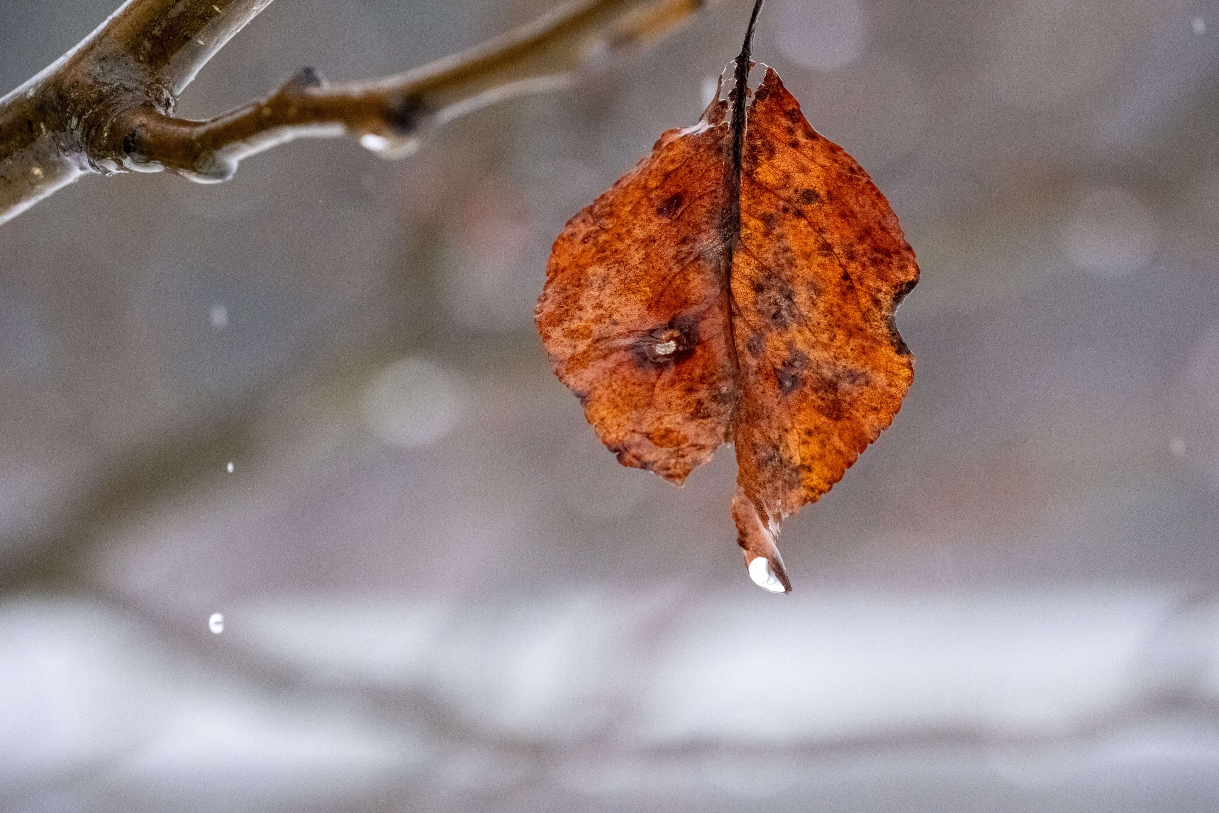Mass. weather: Light snow followed by frigid temperatures on Sunday