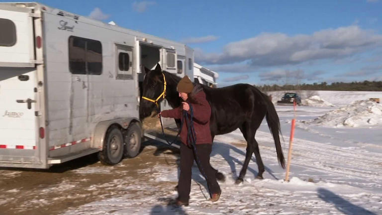 "Some of the most horrifying we've seen." Neglected horses come to ...