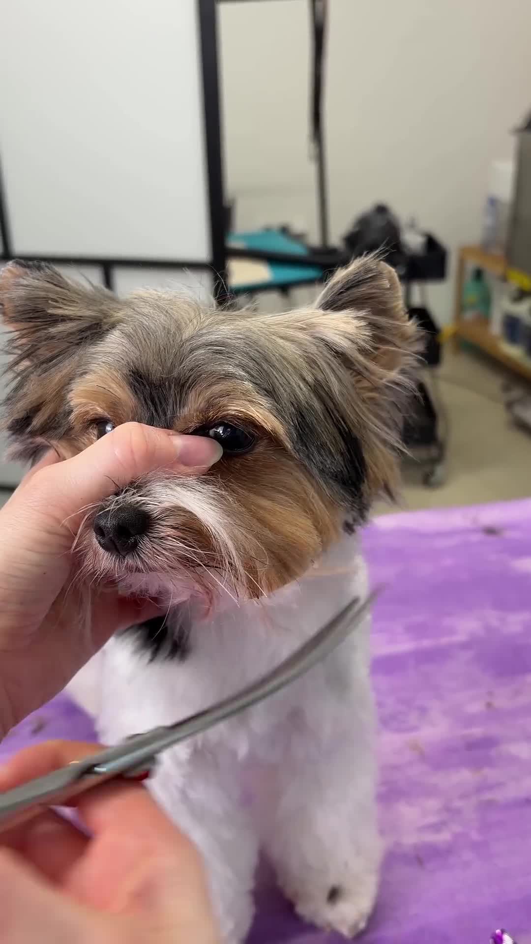 Biewer grooming in 30 seconds!