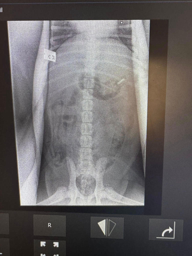 Puppy recovering after swallowing razor blade