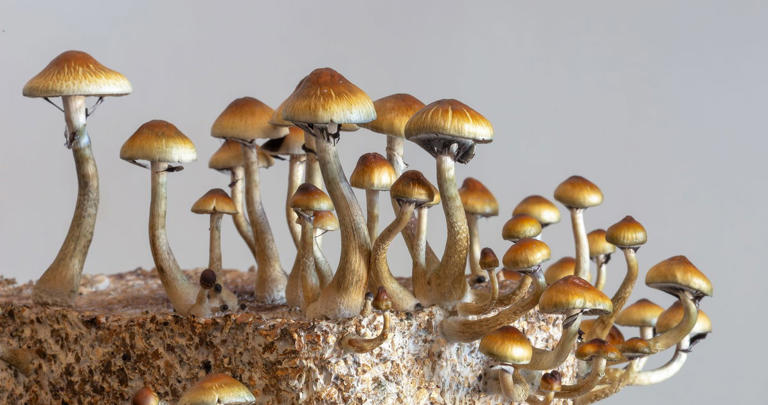 Studies show how psychedelics can open doors to gender and sexual awakening