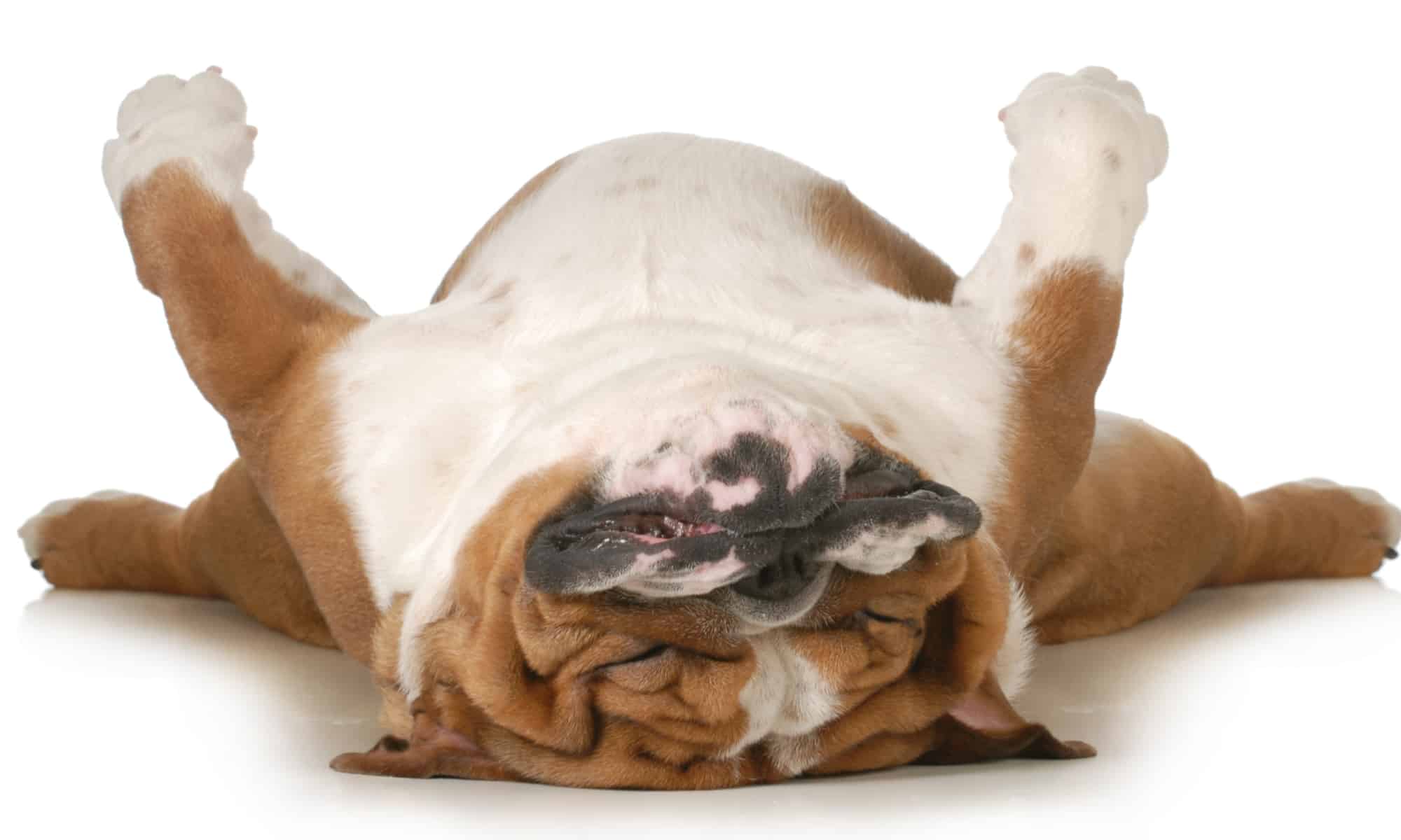 The hidden meaning behind your dog’s sleep positions