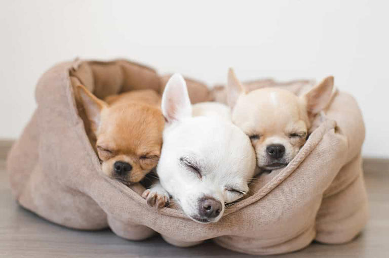 The hidden meaning behind your dog’s sleep positions