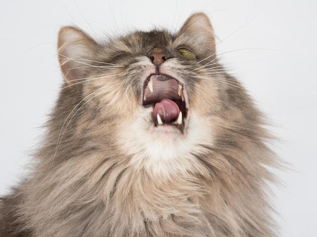 Wenn Katzen niesen: Nicht immer ist der Grund harmlos