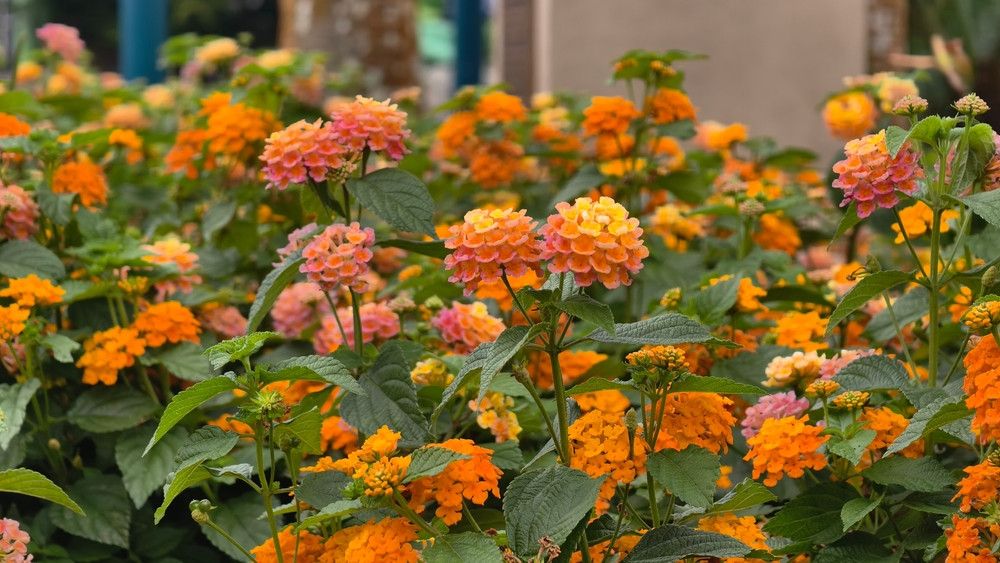 Lantana en hiver : comment le protéger du gel et le conserver jusqu’au ...