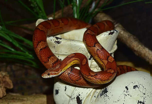 A-list celebrities and their pet snakes: Exotic pets of the rich & famous