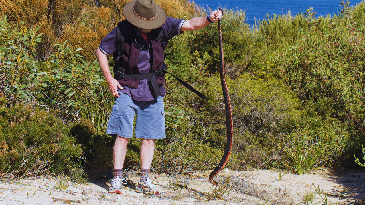 6 places where the world’s deadliest snakes are found