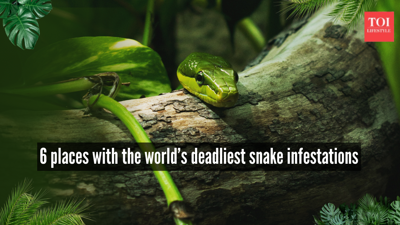 6 places where the world’s deadliest snakes are found