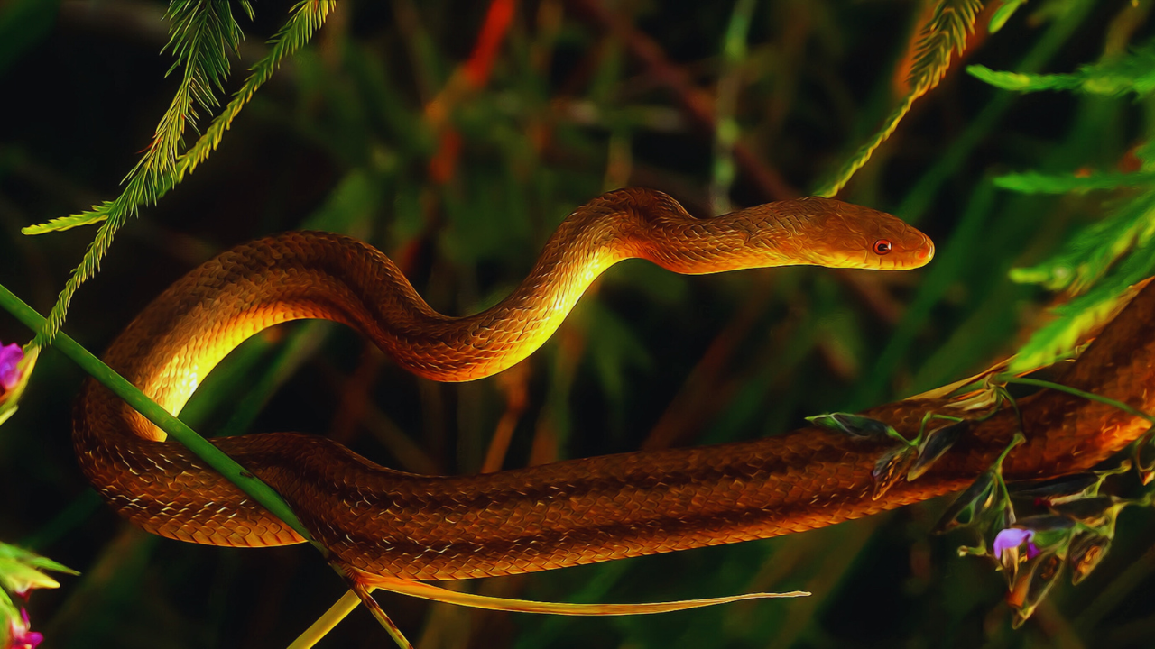 6 places where the world’s deadliest snakes are found