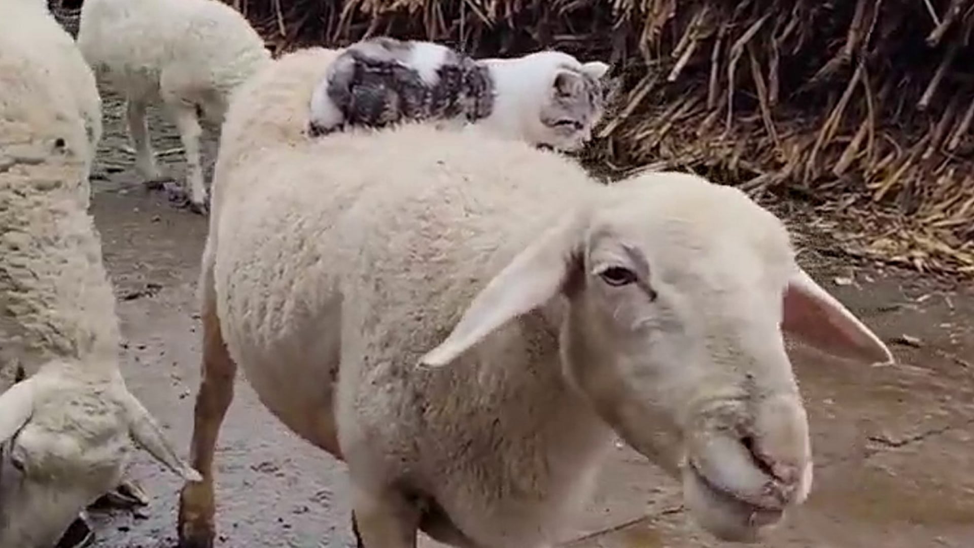 Adorable footage shows cat lounging on the back of a sheep