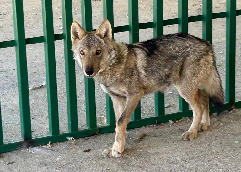 Prof. Dr. Lokman Aslan’dan kritik uyarı: "Yaban hayatına müdahale ...
