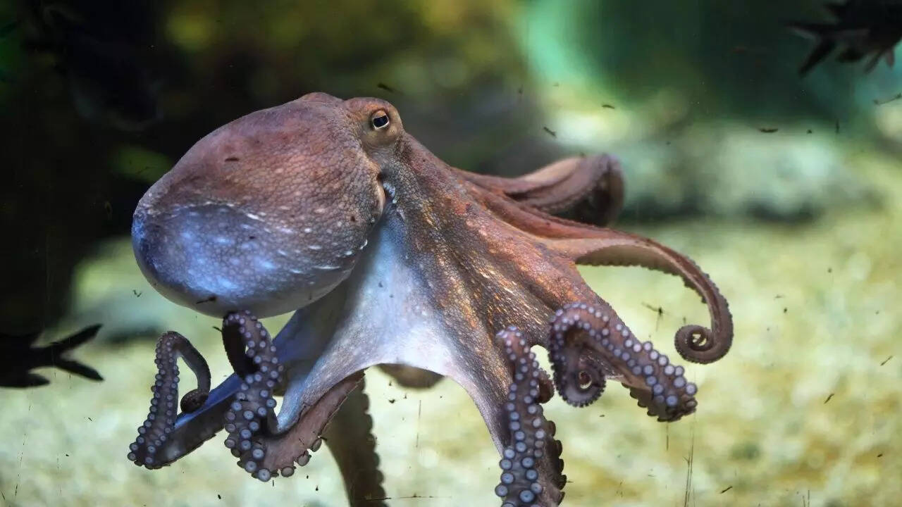 7 fascinating creatures with blue-coloured blood