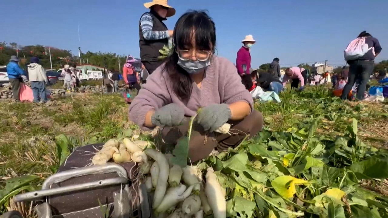 Changhua Farm hosts sixth annual daikon radish pick-off