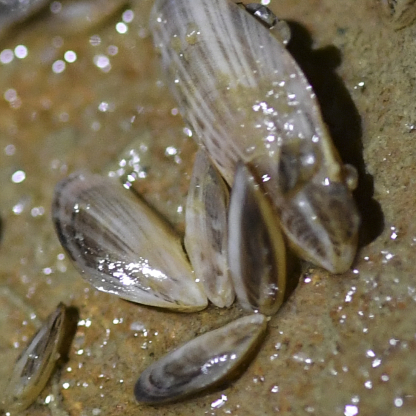 Invasion der Quagga-Muschel im Bodensee verlangsamt sich