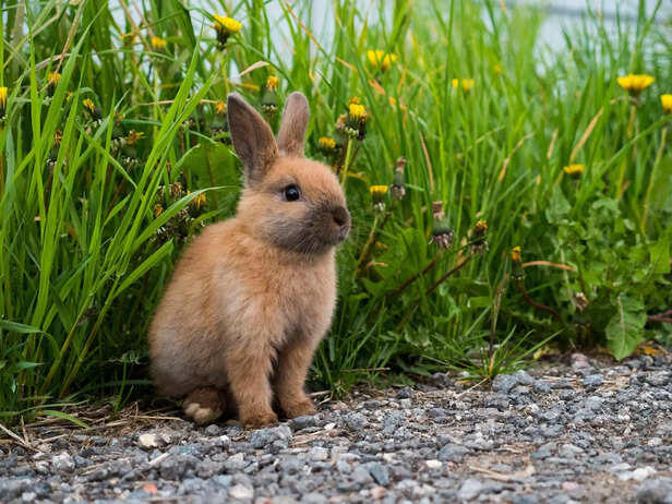 If silence had a heartbeat: Living with a rabbit