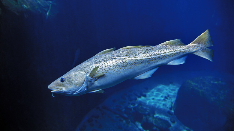 14 cheap fish you should always avoid buying