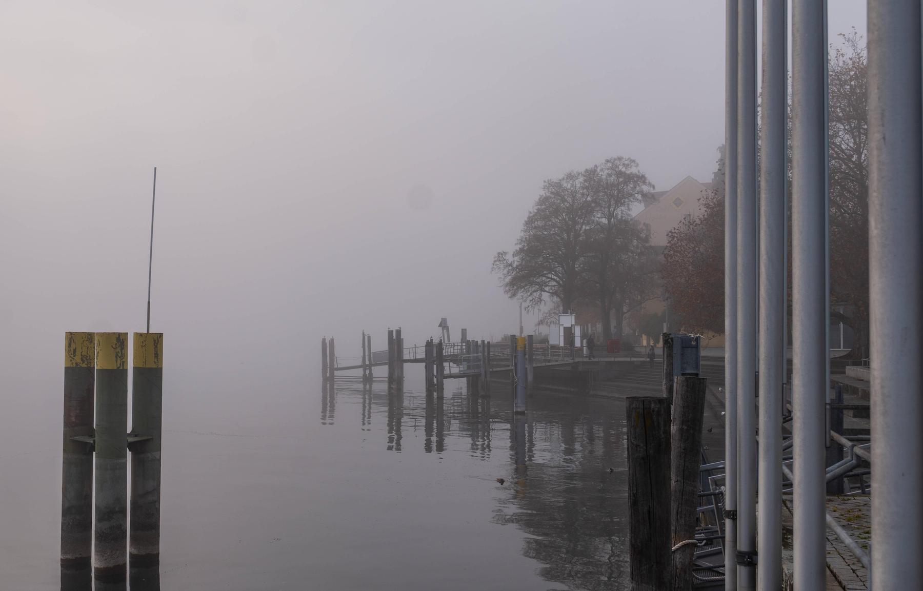 Invasion der Quagga-Muschel im Bodensee verlangsamt sich
