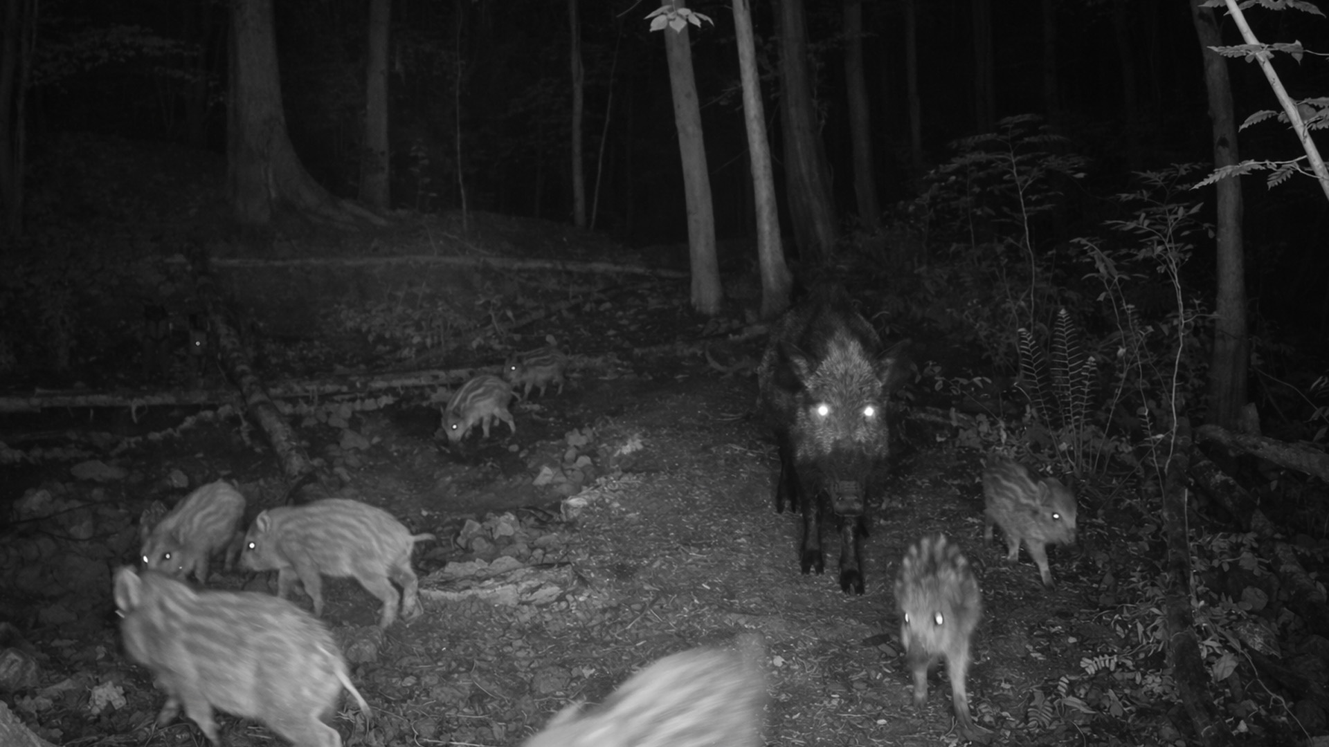 Hidden moment caught by a wildlife camera trap