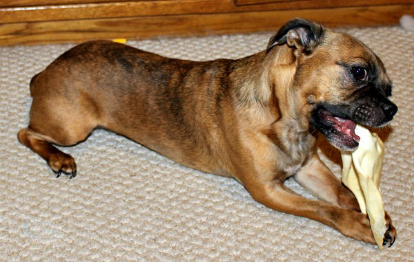 Only Natural Pet Products