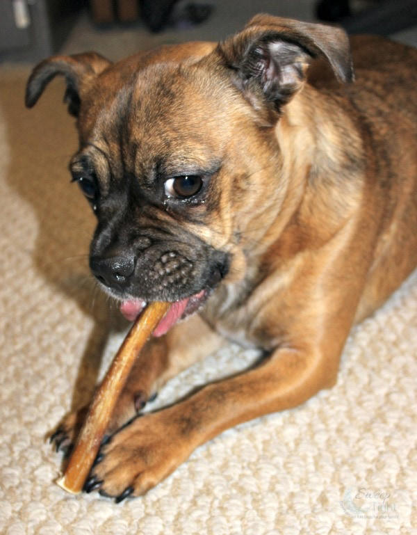 Only Natural Pet Products