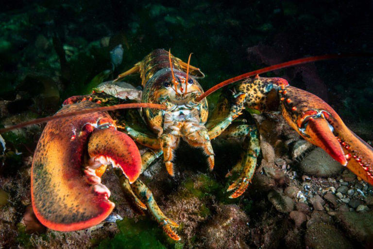 England’s lobster law: What makes crustaceans more protected than chickens?