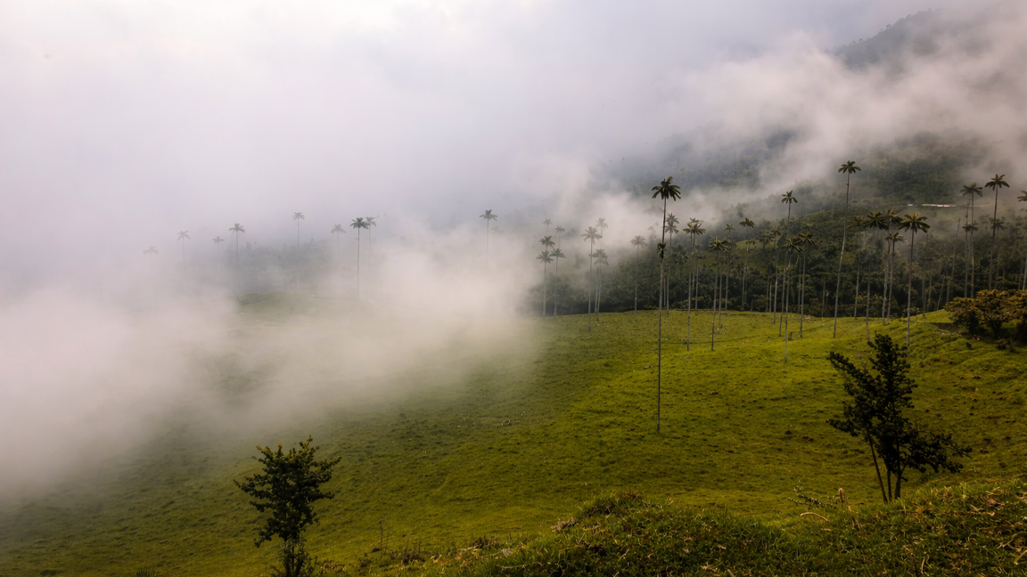 Vale Encantado e Palmeiras Gigantes