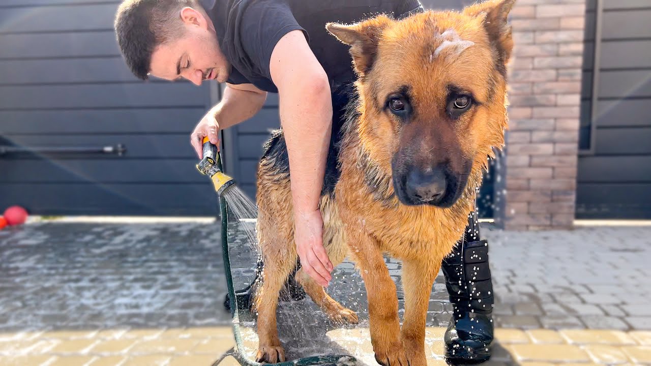 Duitse herder neemt bad alsof het straf is