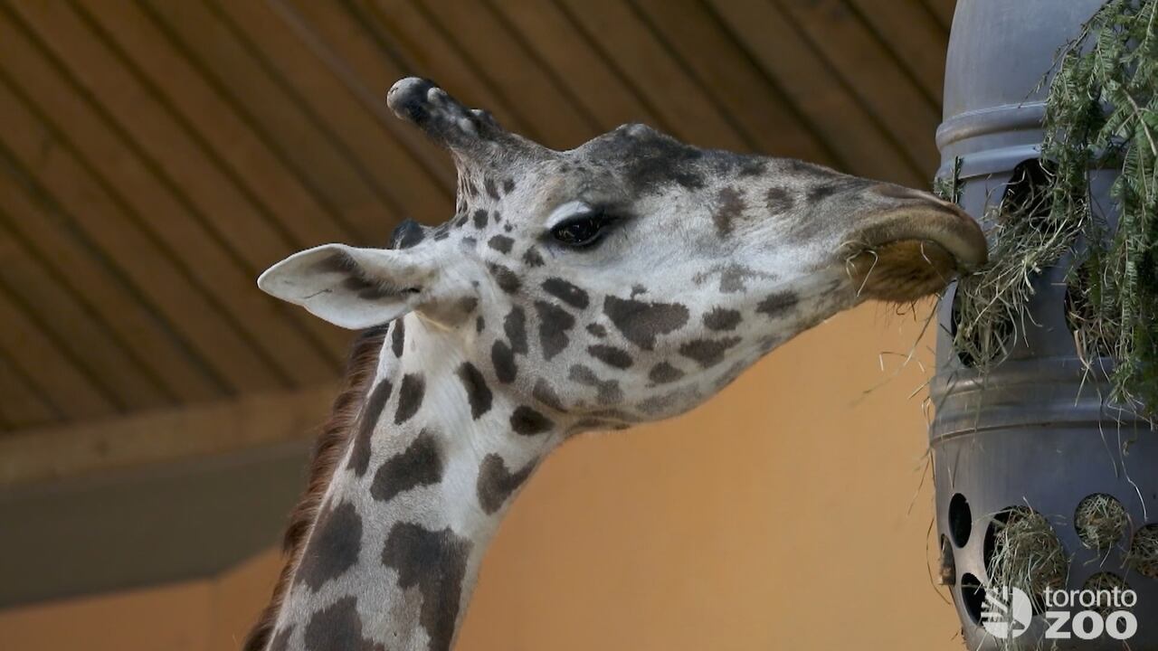 Giraffe dies after being caught in habitat door at Toronto Zoo