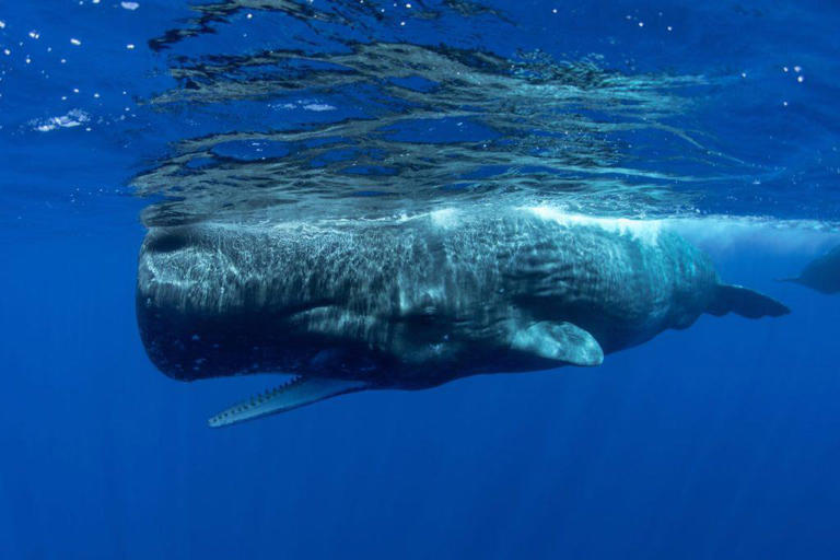 Small state, big symbol: Connecticut’s connection to the sperm whale