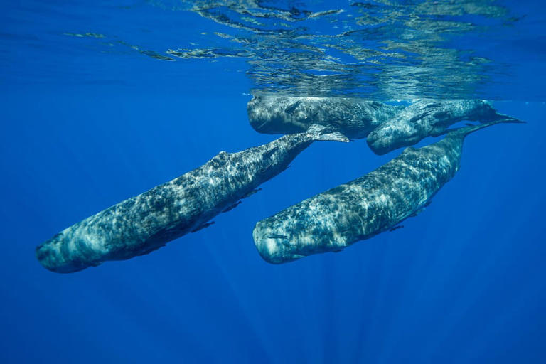 Connecticut’s sperm whale: The predator that built a state’s fortune