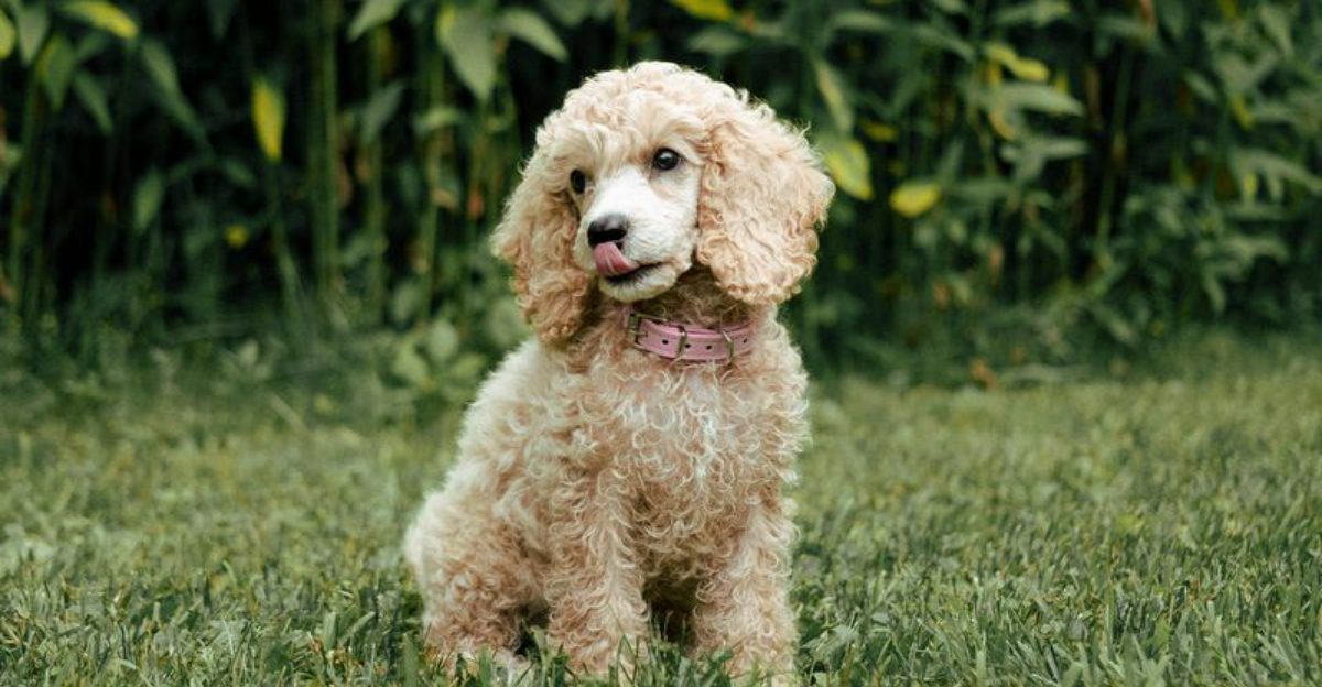 These 12 dog breeds are getting attention from people who never wanted ...